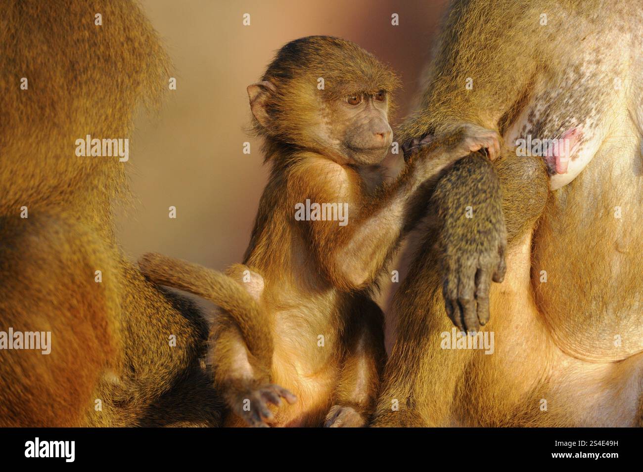 A baboon cub clings protectively to its mother, showing the familial ...