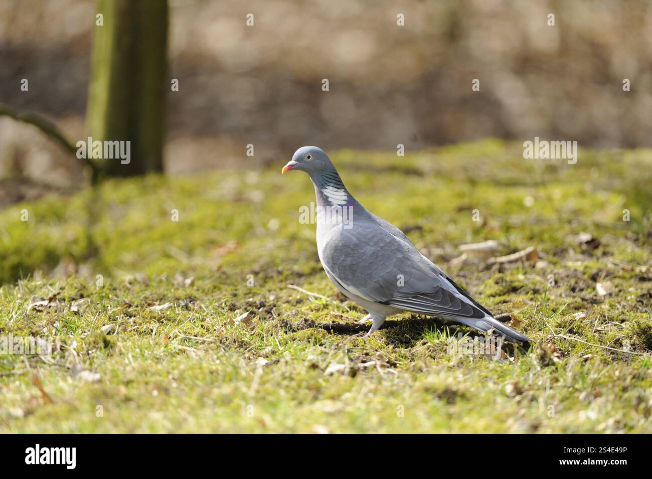 Pigeon moving leisurely over moss-covered ground in shady forest, wood ...