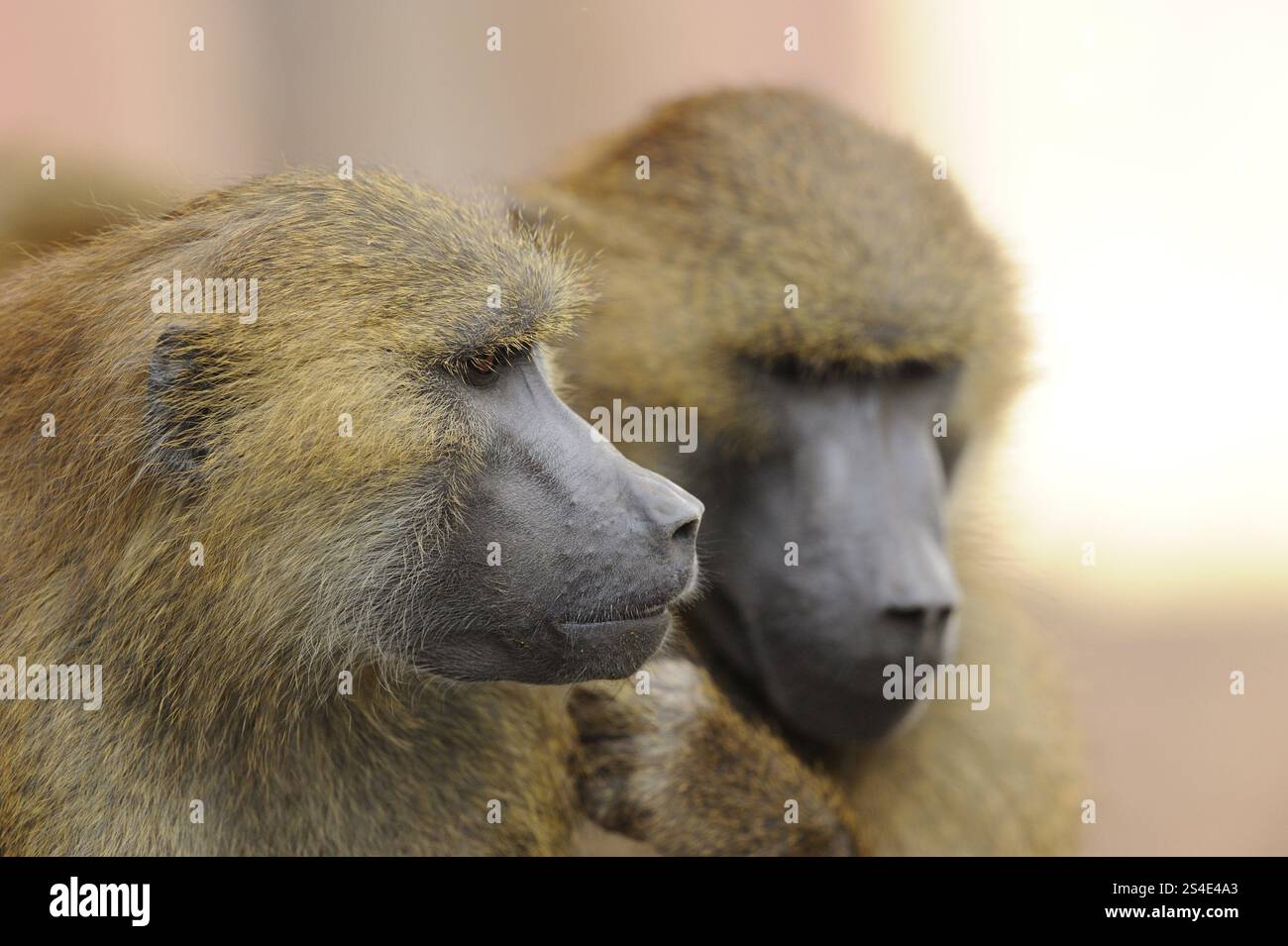 Two baboons in close-up show facial expressions that indicate ...