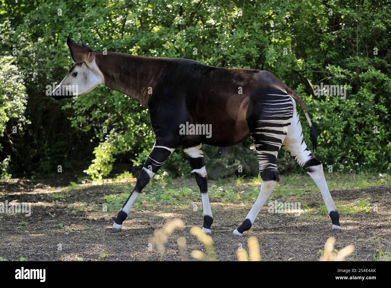Okapi (Okapia johnstoni), adult, running, foraging, captive Stock Photo ...