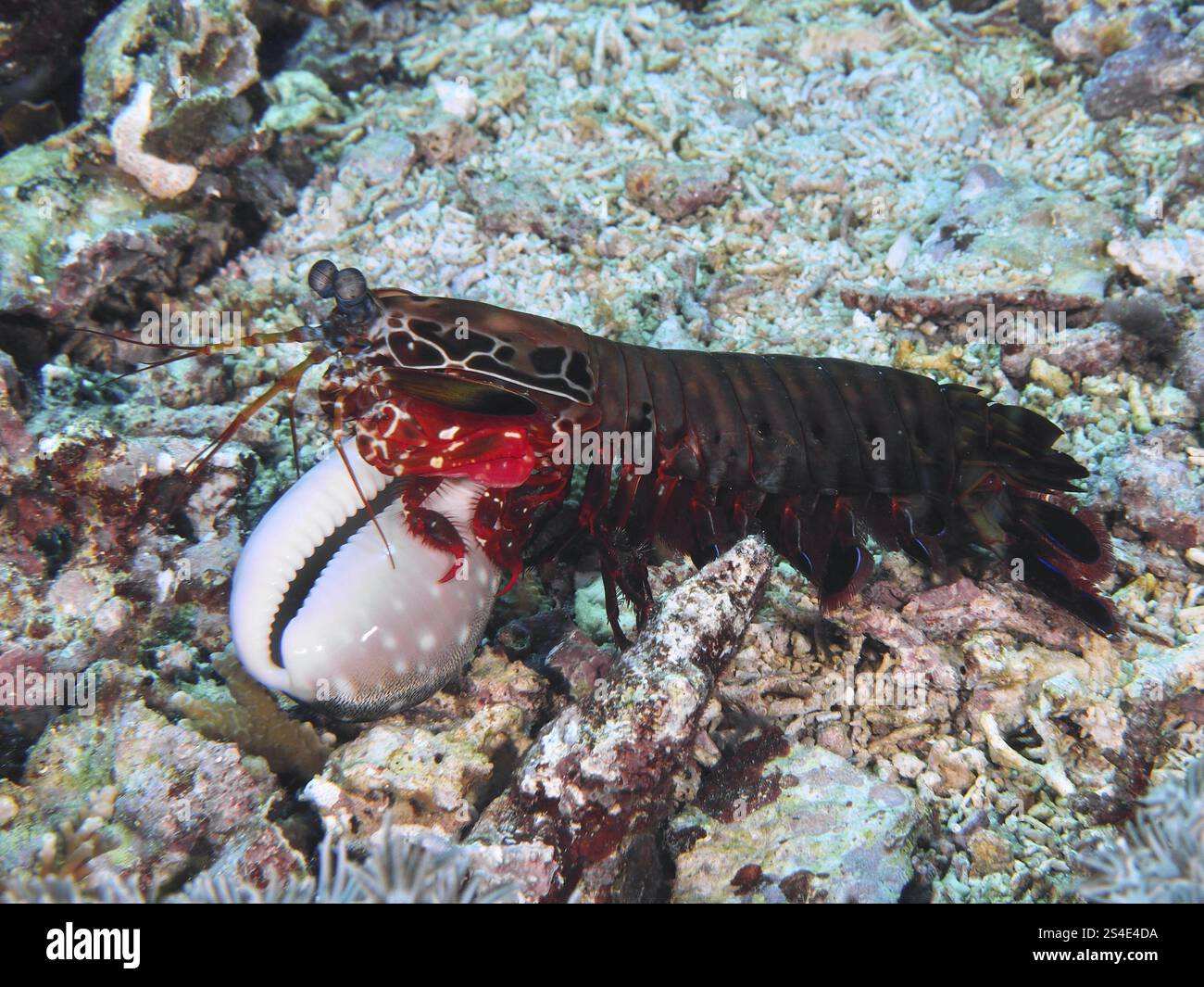 A clown mantis shrimp (Odontodactylus scyllarus) with a captured snail ...