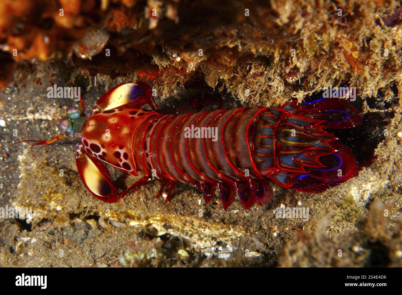 Red clown mantis shrimp (Odontodactylus scyllarus) with distinctive ...