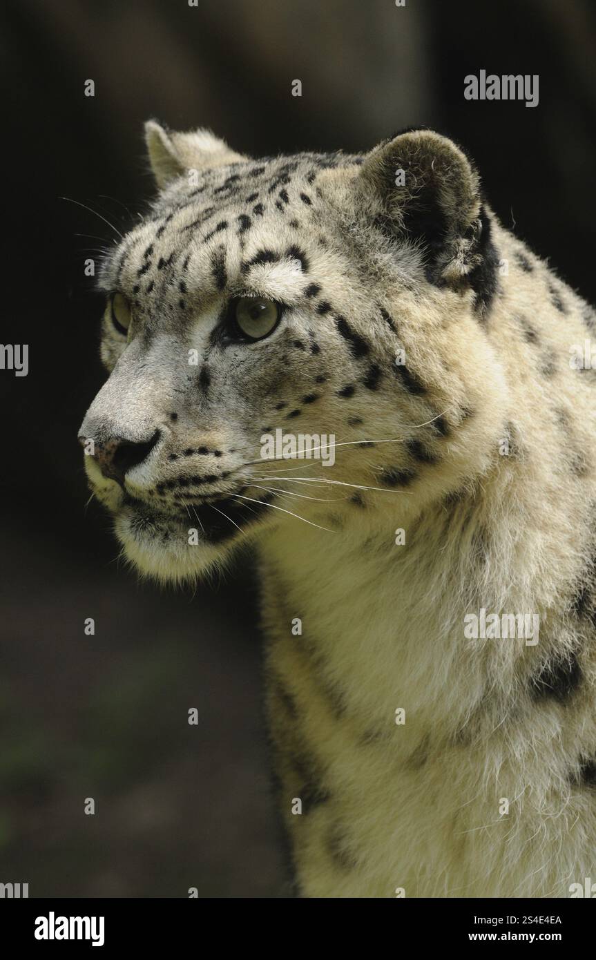 Snow leopard in side view with concentrated expression, in front of dark background, snow ...
