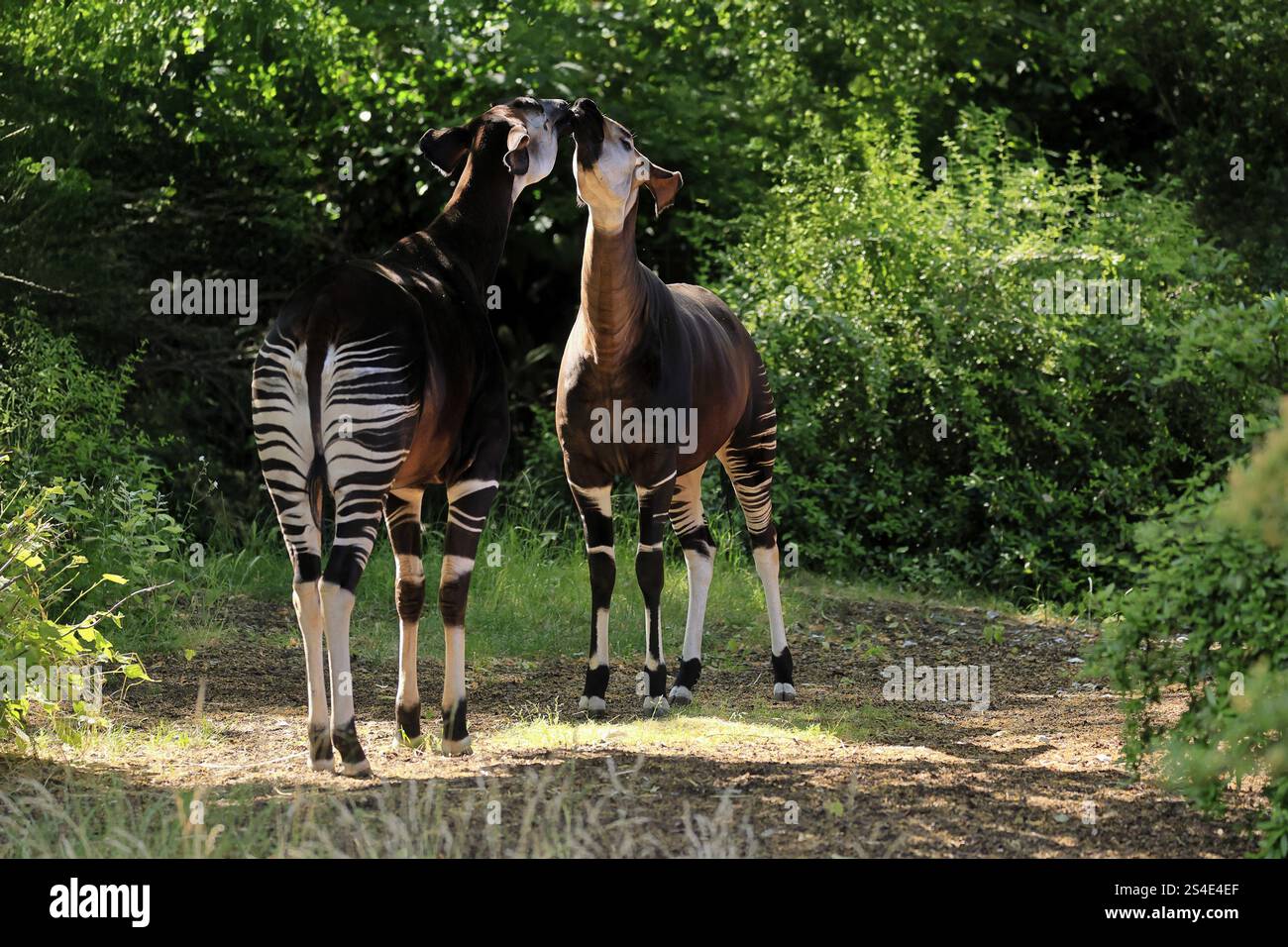 Okapi (Okapia johnstoni), adult, two okapis, pair, social behaviour ...