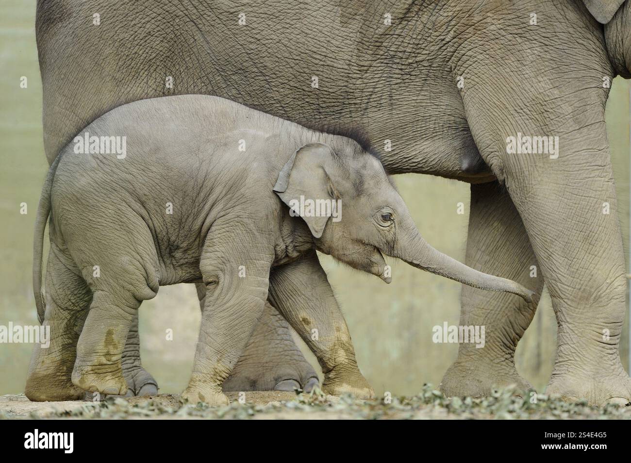 A baby elephant cuddles up to its mother's legs as they walk in the ...