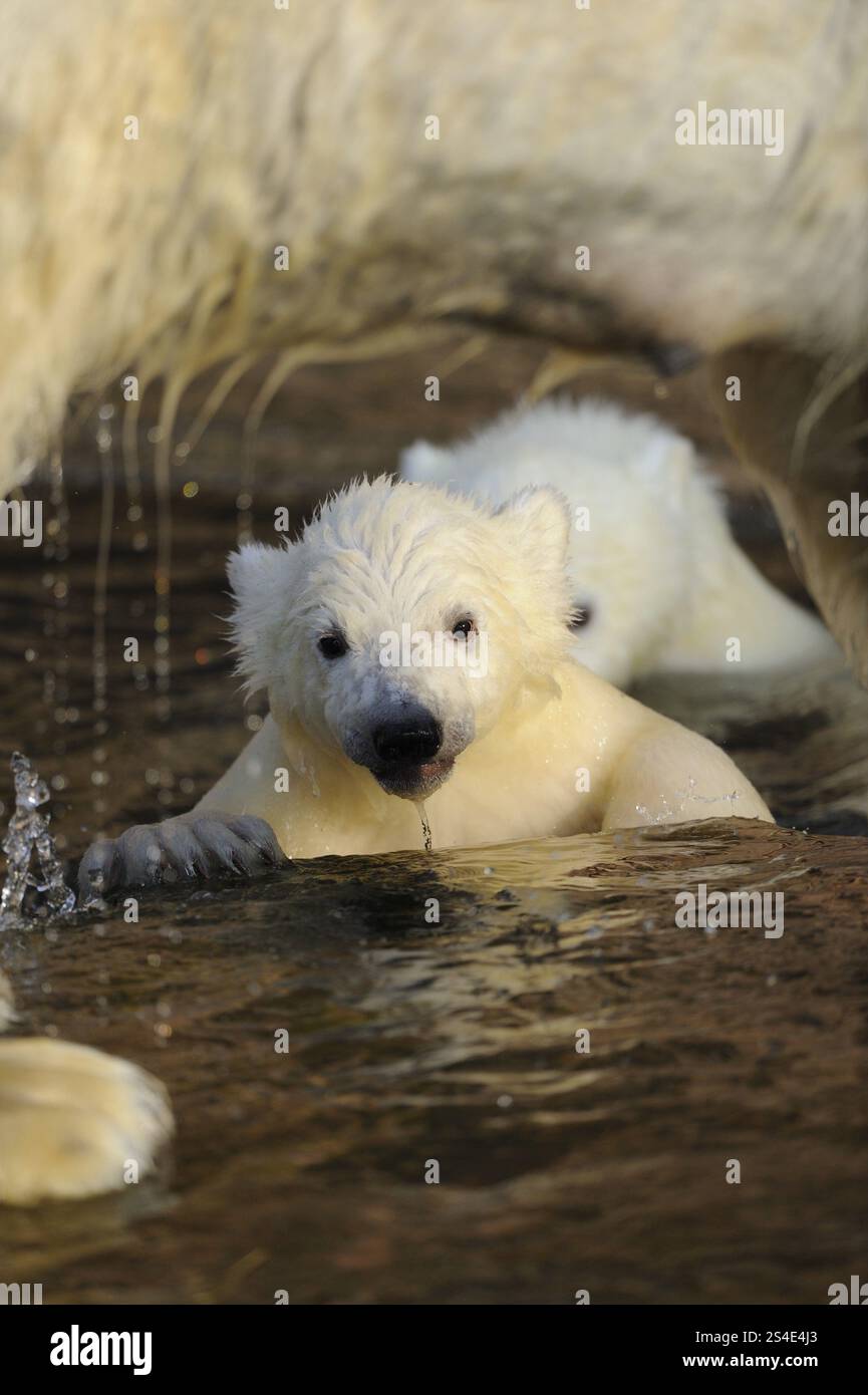 A polar bear cub plays in the water, curious and playful, next to other ...