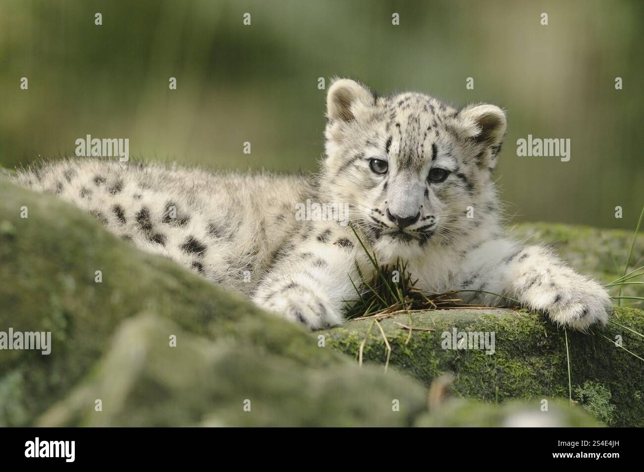 Snow leopard young resting on a rock, curious with playful expression ...