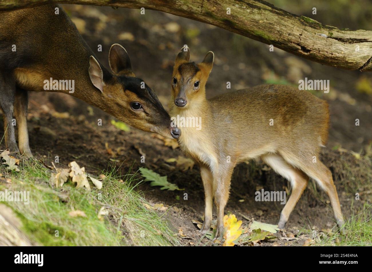 An adult and a young muntjac standing under a fallen tree in the forest ...