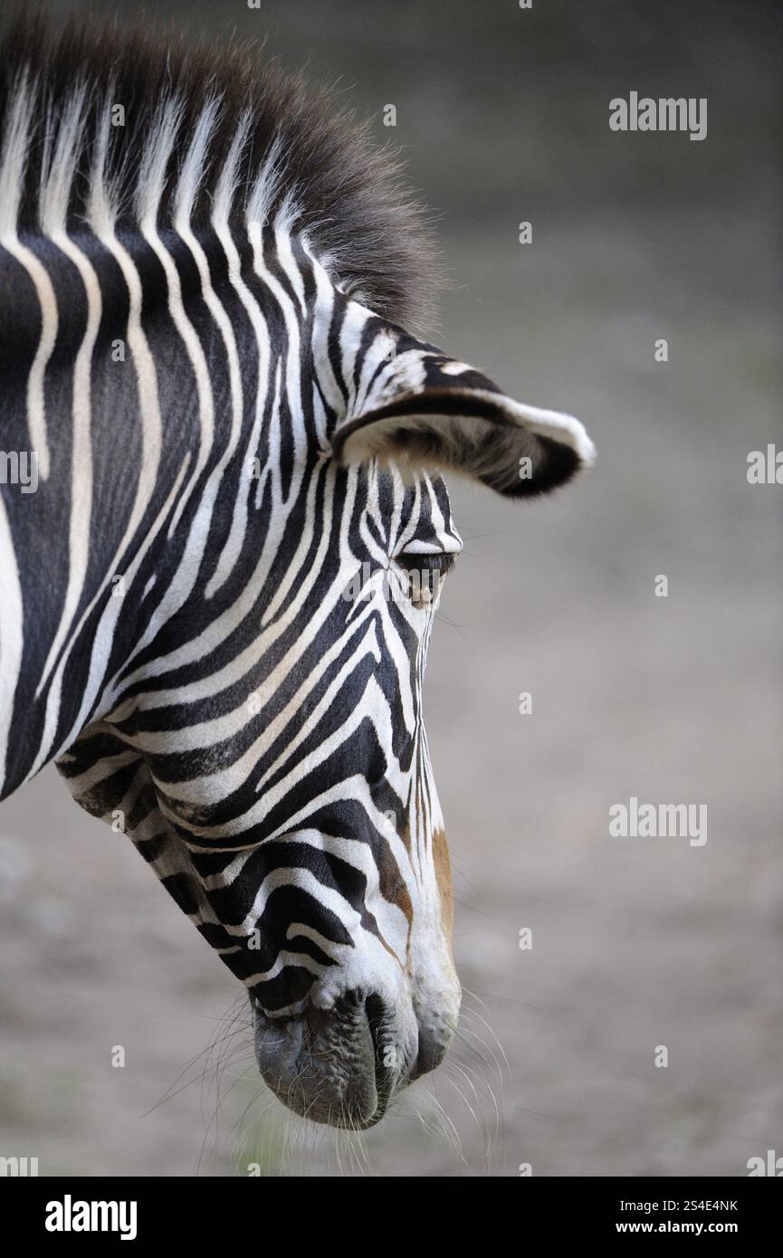 Lateral view of a zebra with distinctive stripes against a neutral ...