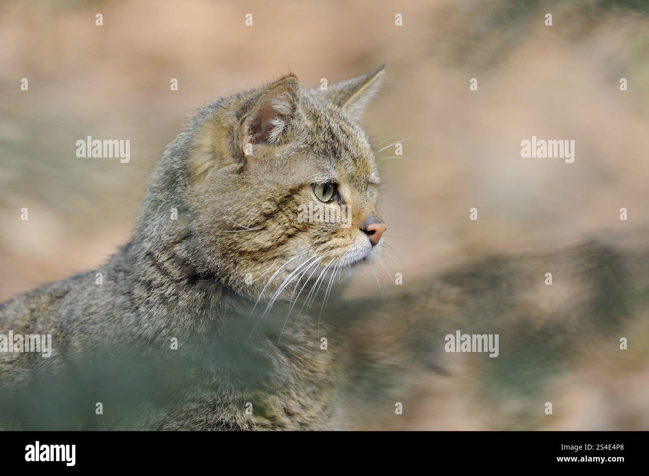 Lateral head portrait of wildcat with green background in the forest ...