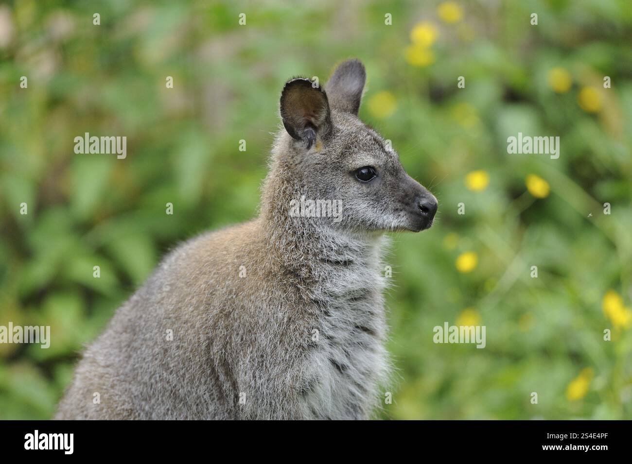 Kangaroo in side profile with background of green plants and yellow ...