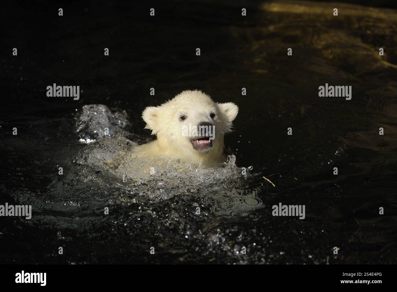 Polar bear cub swimming happily in the water, polar bear (Ursus maritimus), captive Stock Photo ...