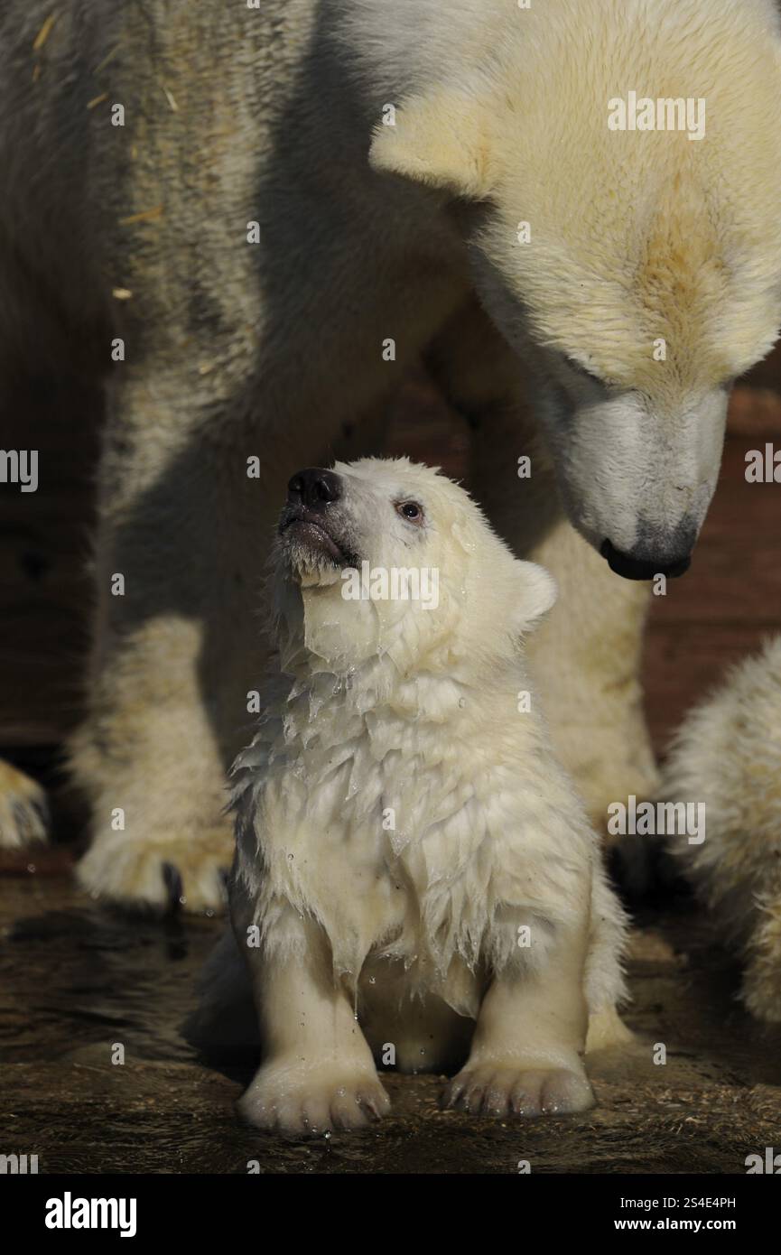A polar bear cub looks up to a larger bear, polar bear (Ursus genus ...
