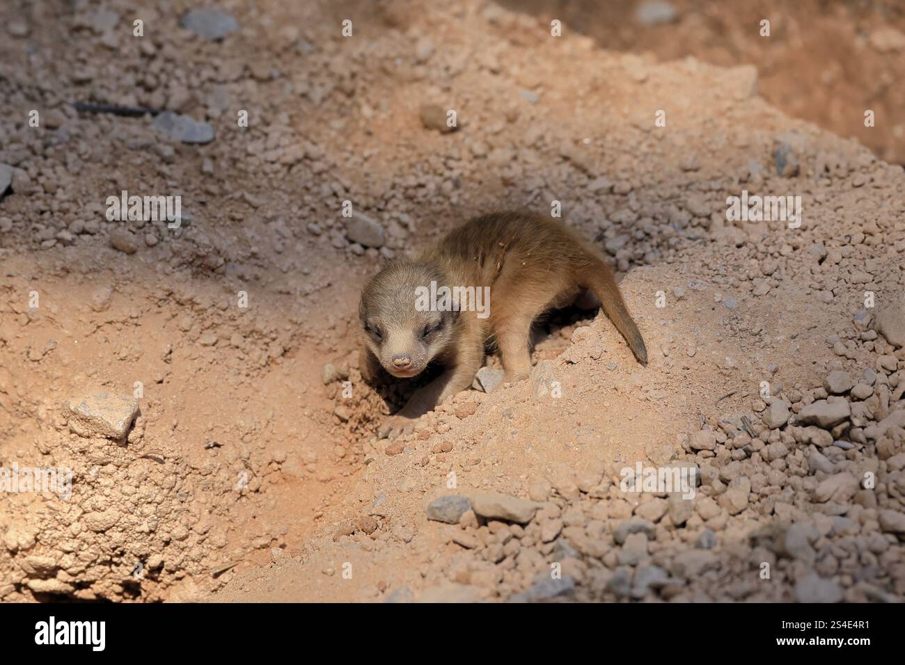 Little Earthling (Suricata suricatta), young animal, newborn, baby ...