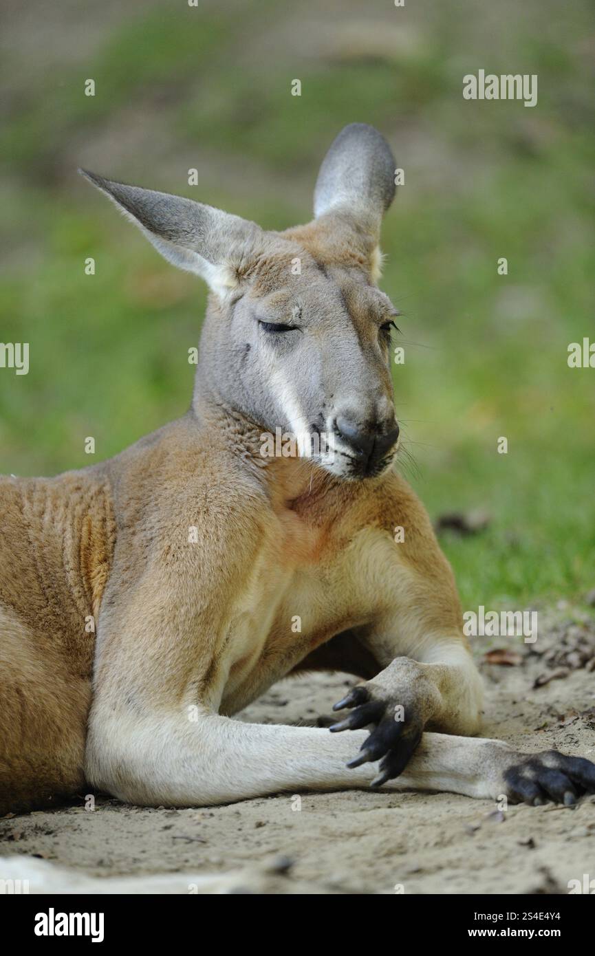 A kangaroo sits on sandy ground with its eyes closed, Red kangaroo ...