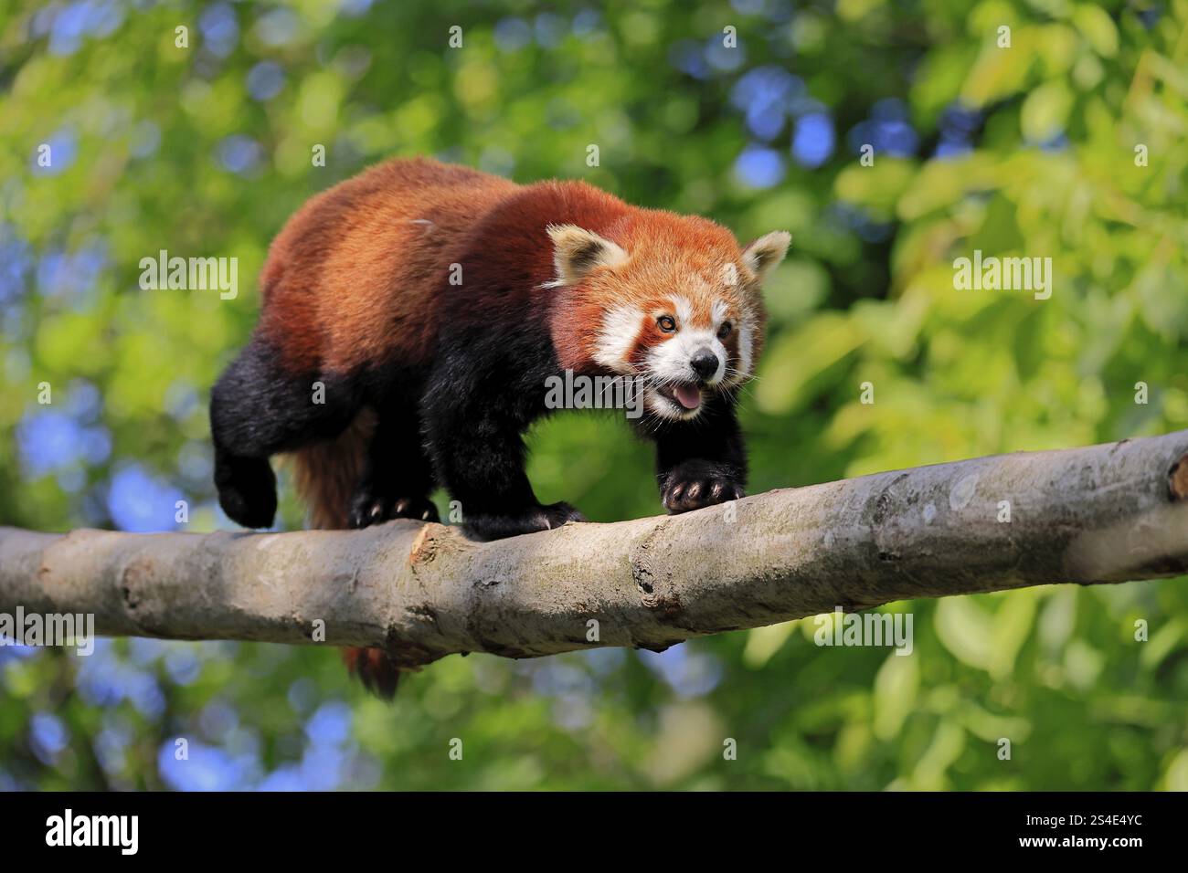 Western Red panda Ailurus fulgens), adult, on tree trunk, running ...