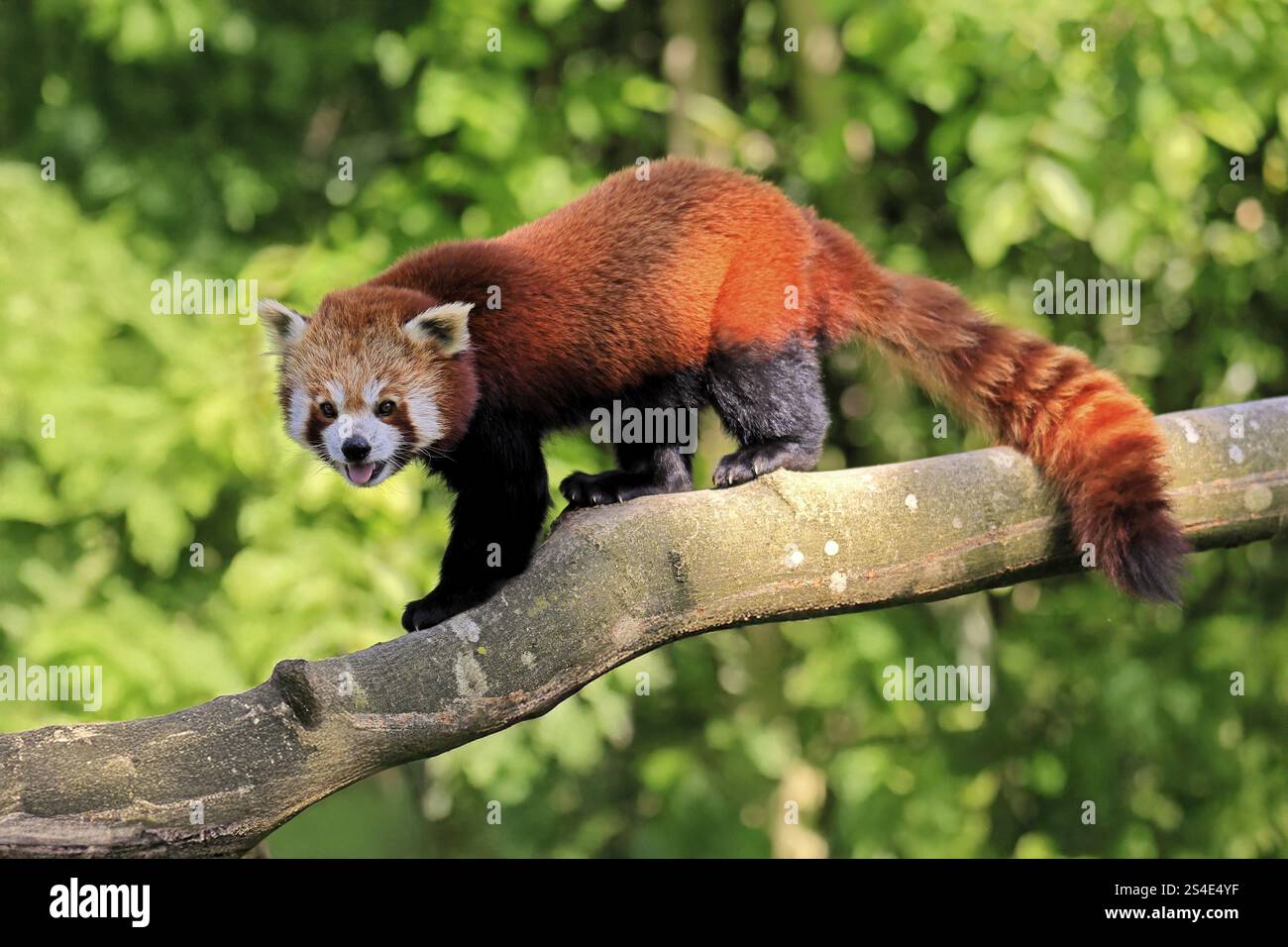 Motion red panda walking on hi-res stock photography and images - Alamy