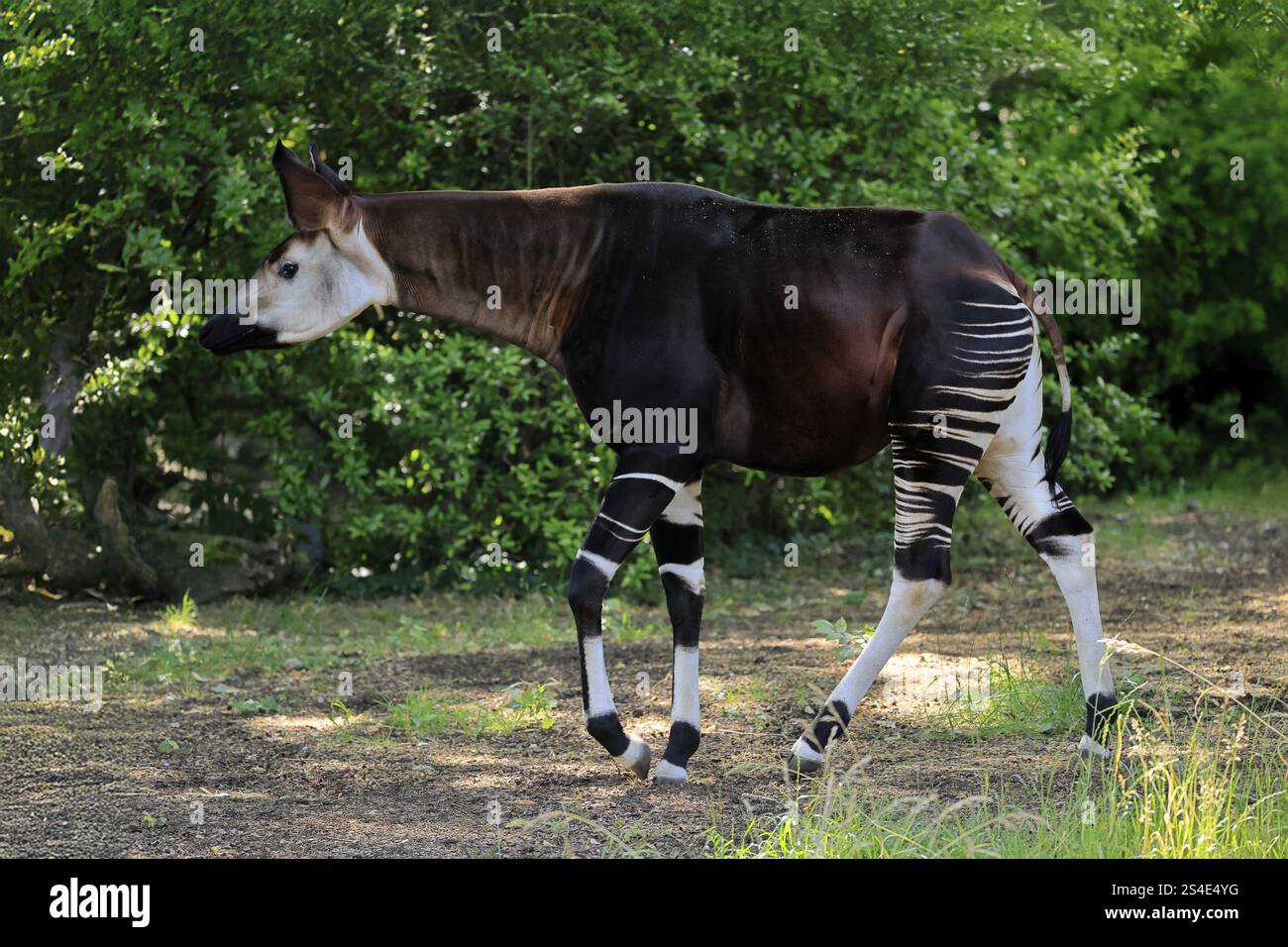 Okapi (Okapia johnstoni), adult, running, foraging, captive Stock Photo ...