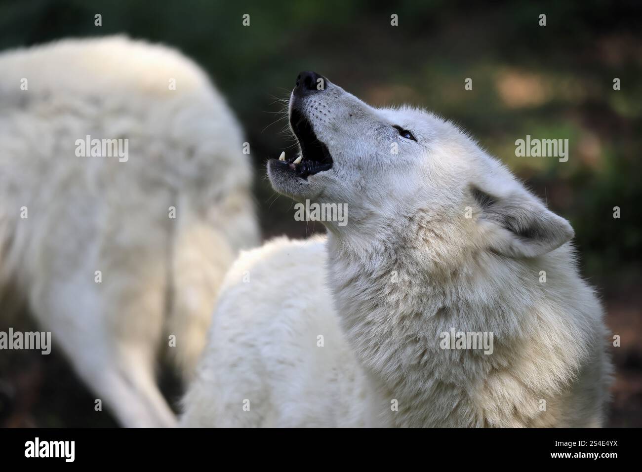 Arctic wolf (Canis lupus arctos), white wolf, Arctic wolf, adult ...