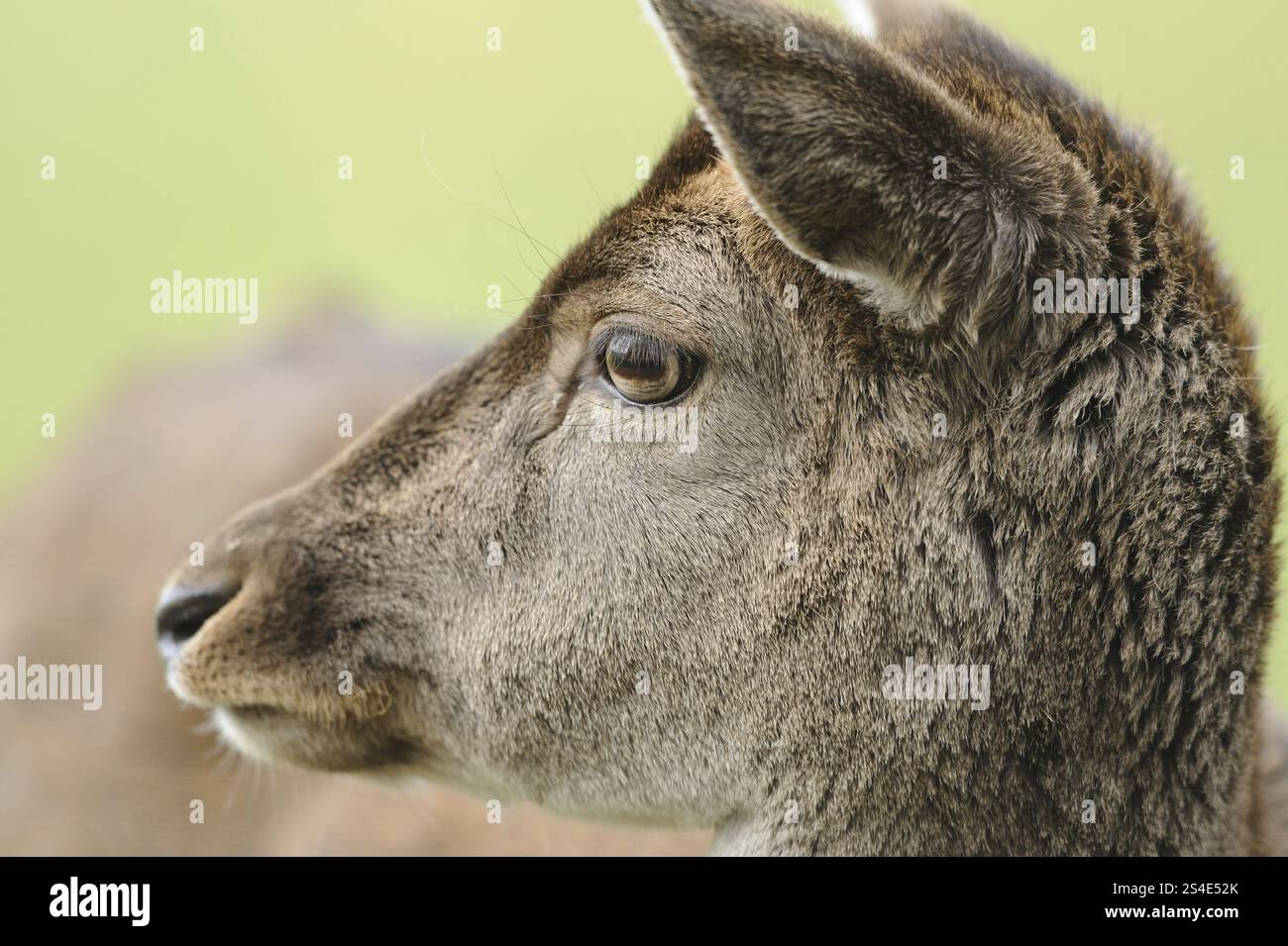 Lateral profile of a roe deer with focus on the eye and the fur in ...