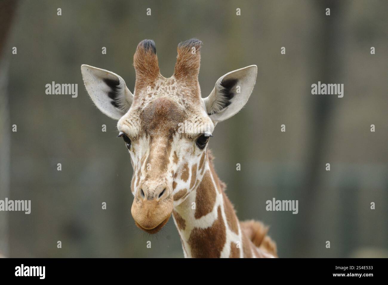 Giraffe head with expressive eyes and characteristic fur pattern ...
