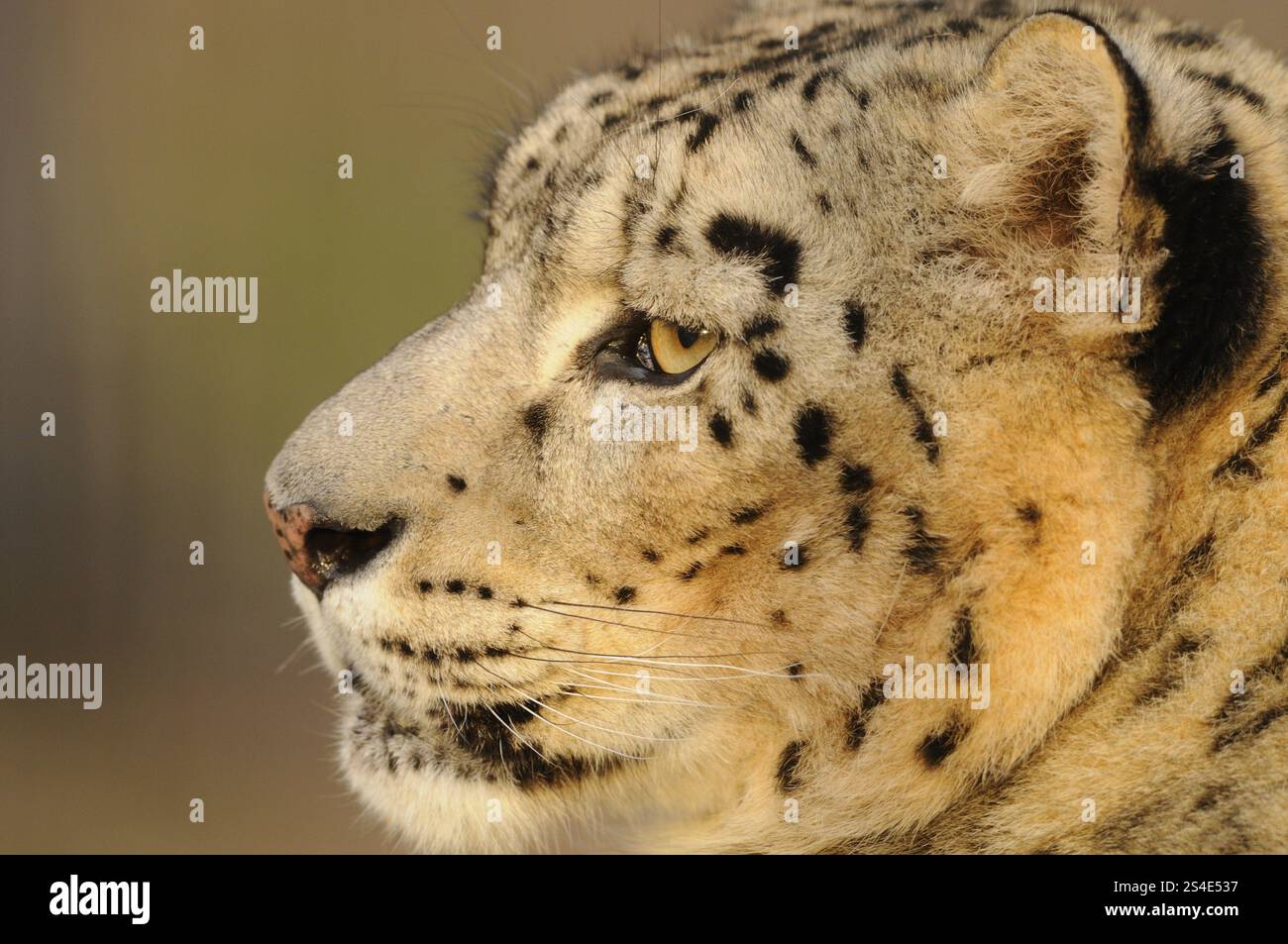 Close-up of a snow leopard in profile with distinctive spots and dense ...