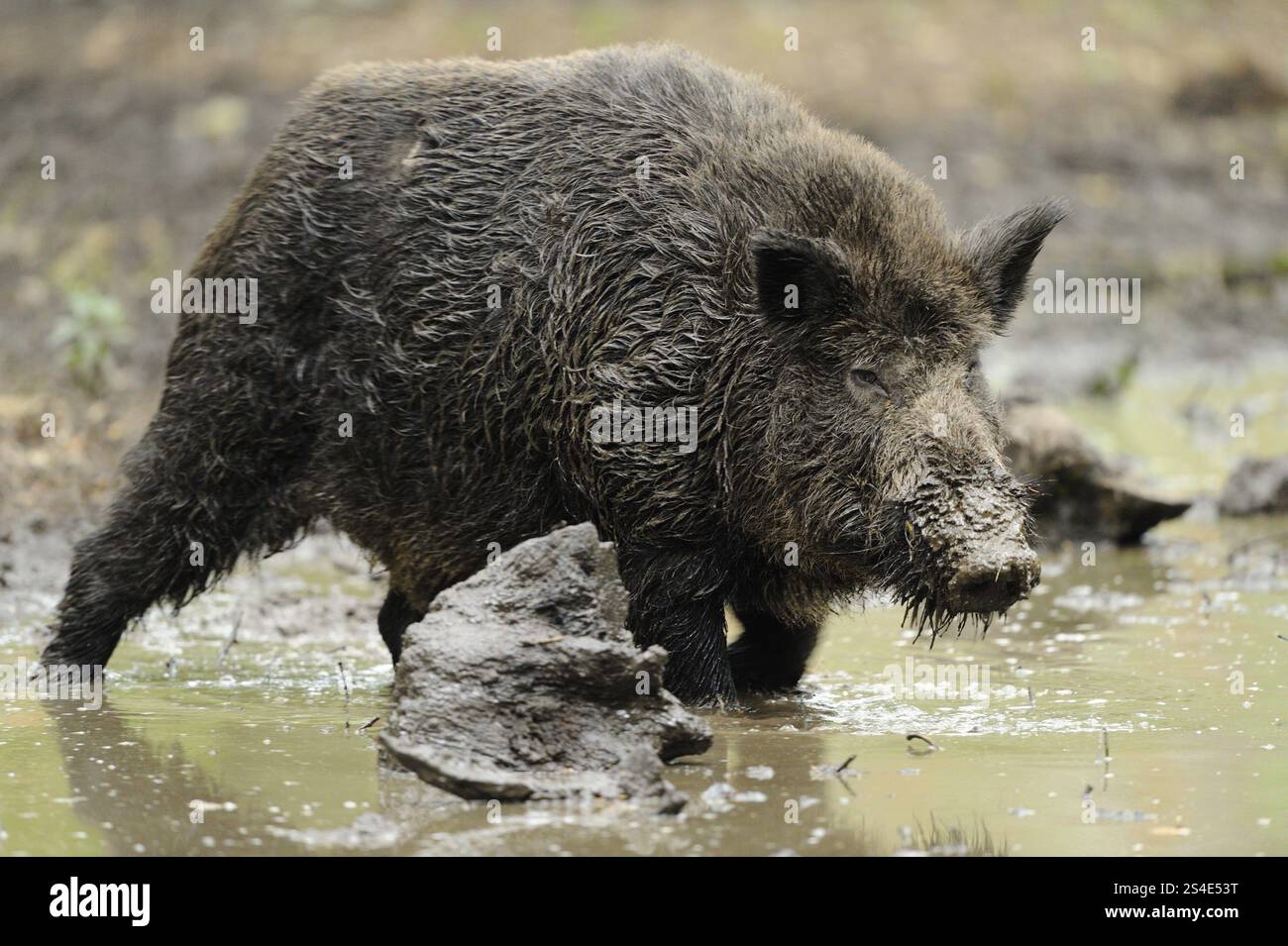 A wild boar wading through muddy water in a forest landscape, Wild boar ...