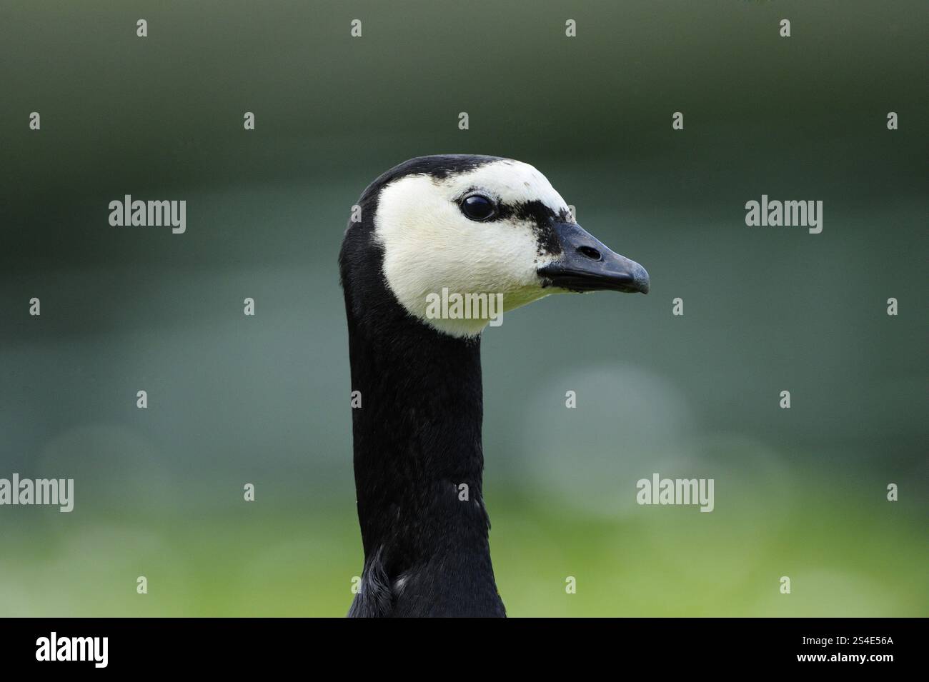 Side view of a goose with blurred background, Barnacle Goose (Branta ...