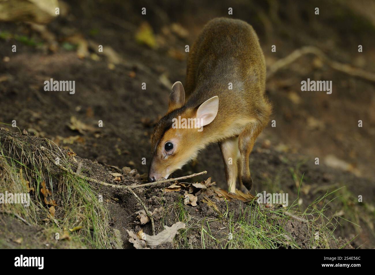 A young muntjac searches curiously for food in the grass on a forest ...
