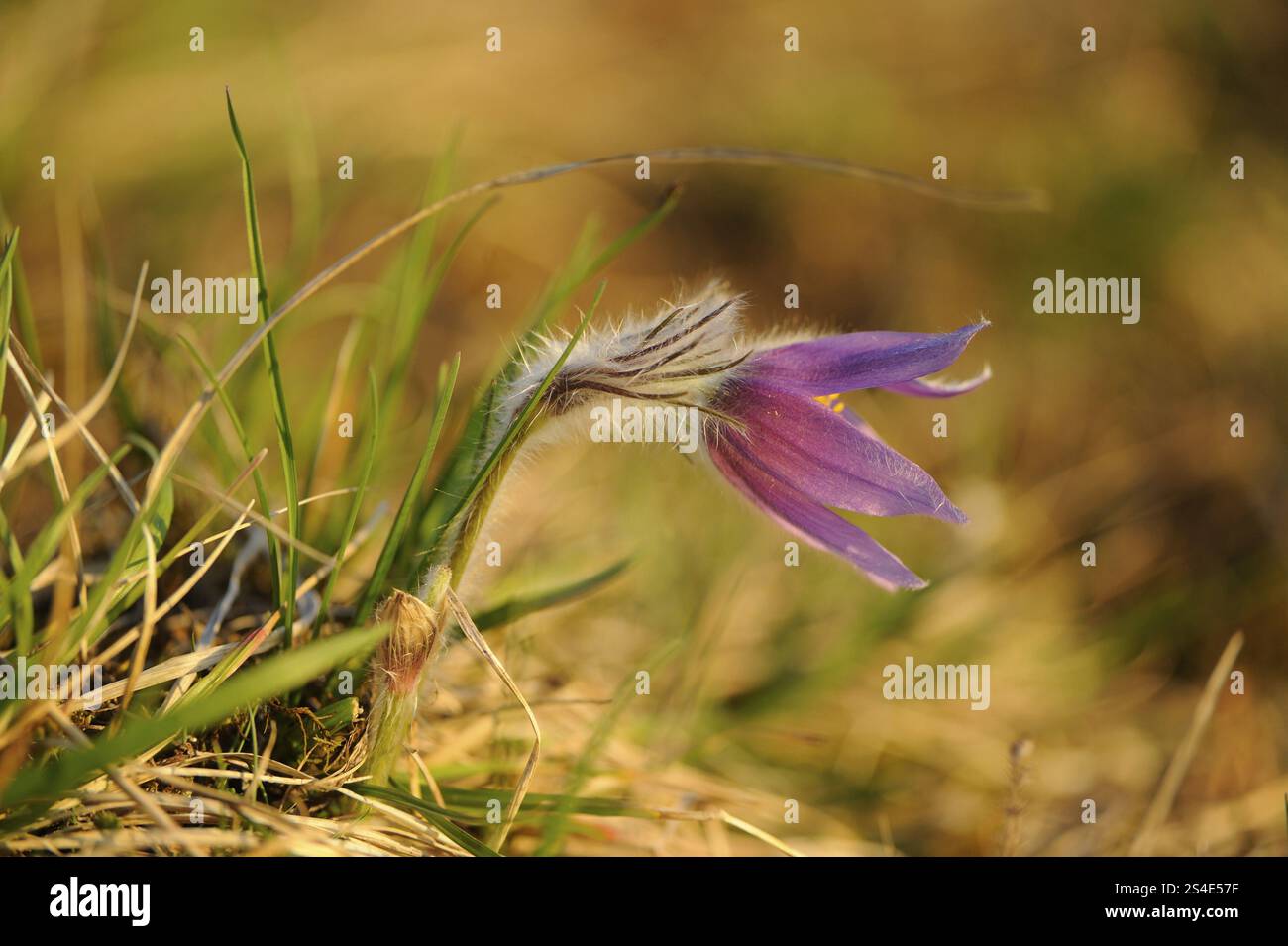 Lateral purple flower in tall grass on natural ground, Pasque flower ...