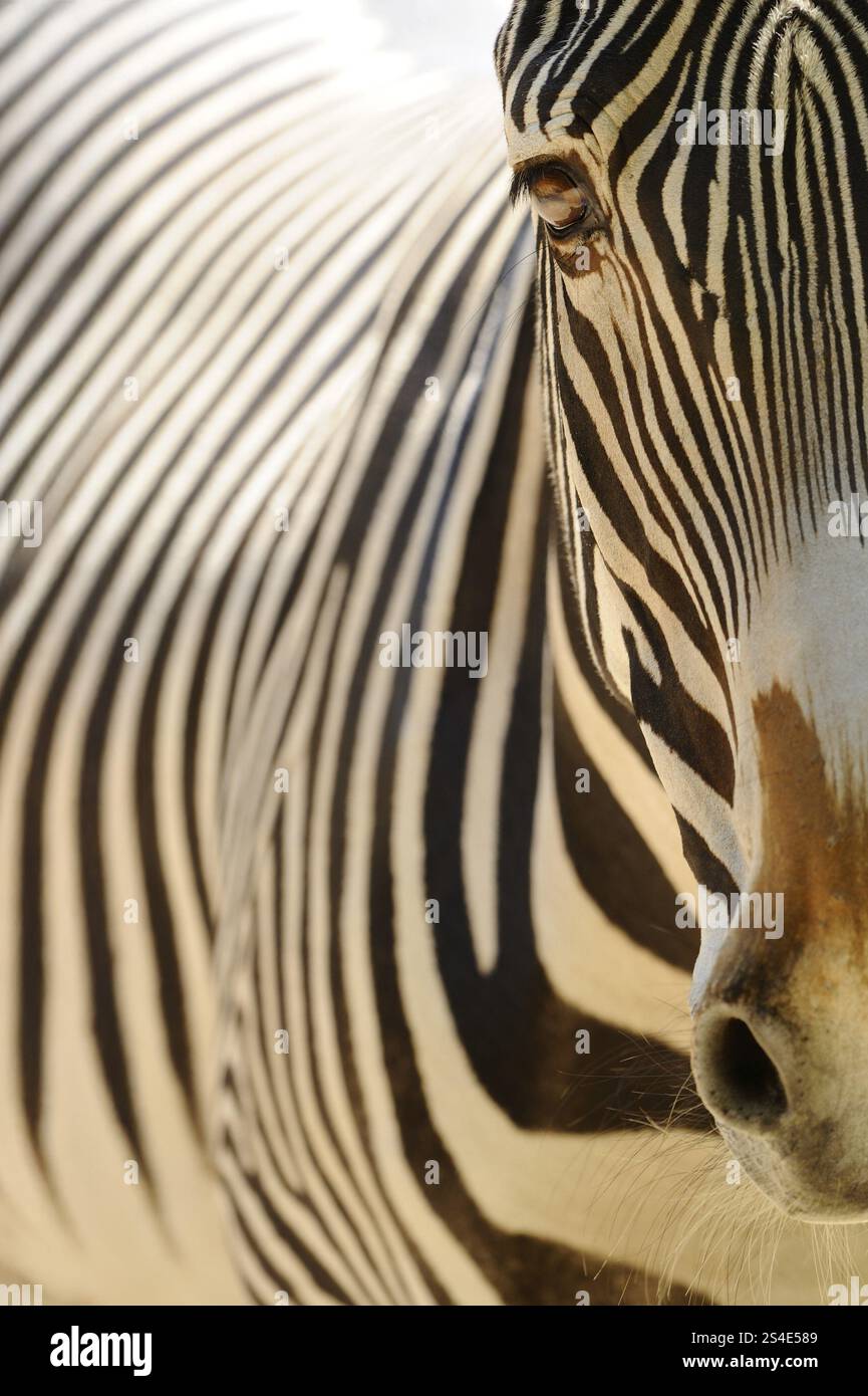 Close-up of a zebra head with clear stripes in the sunlight, Grevy's ...