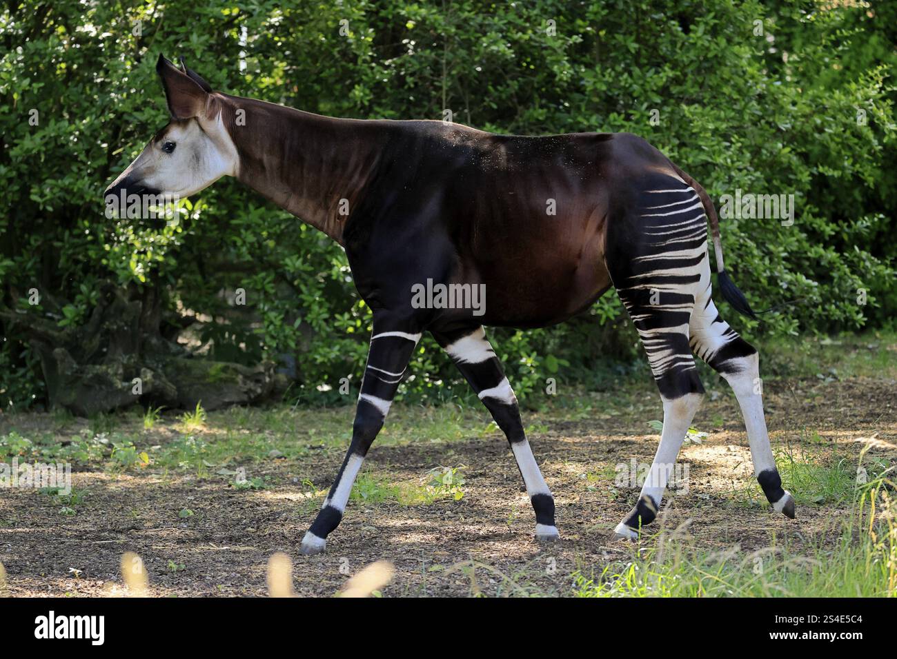 Okapi (Okapia johnstoni), adult, running, foraging, captive Stock Photo ...