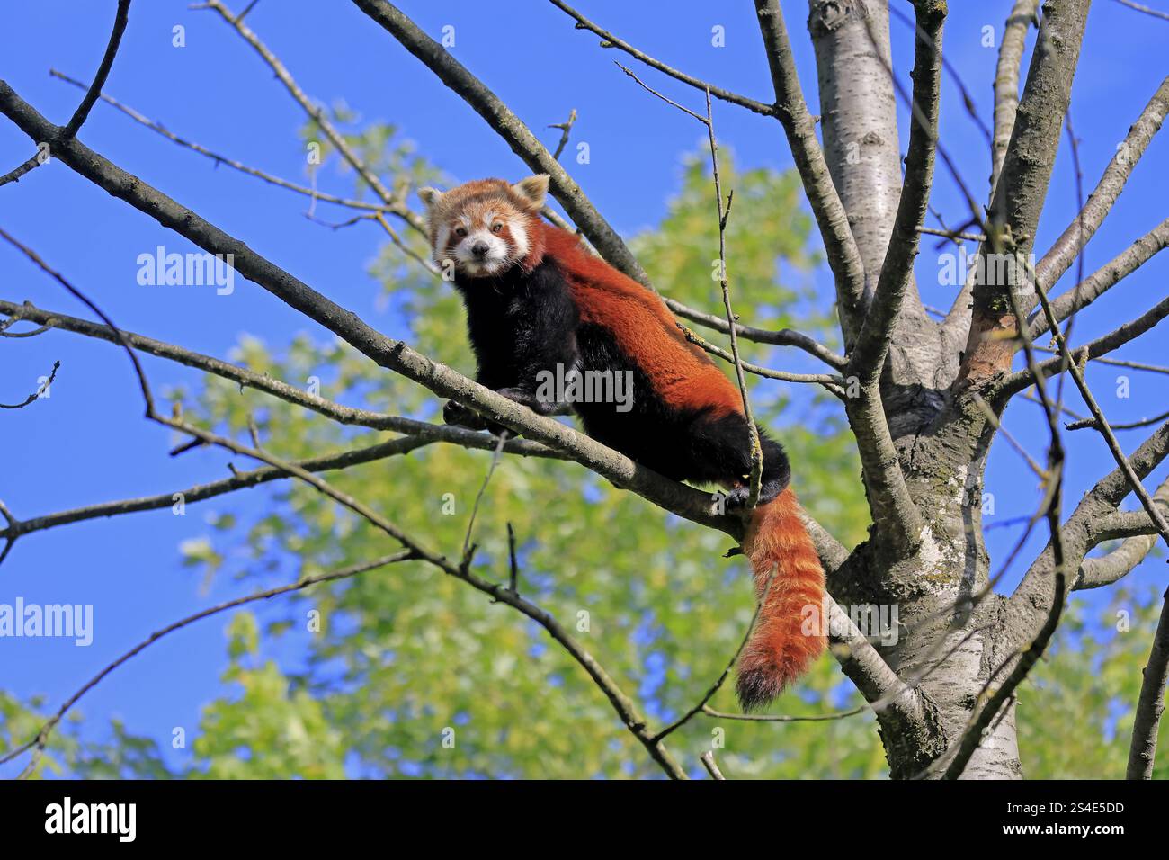 Western Red panda Ailurus fulgens), adult, on tree, captive, Himalayas ...