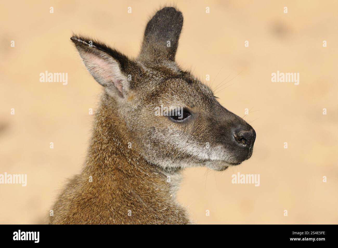 Wallaby in detailed view hi-res stock photography and images - Alamy