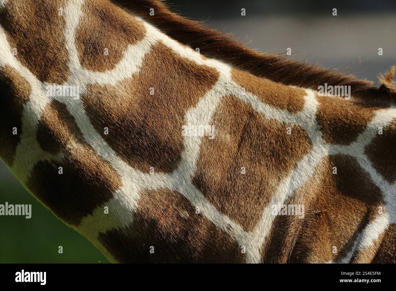 Close-up of the patterned giraffe skin showing the characteristic ...