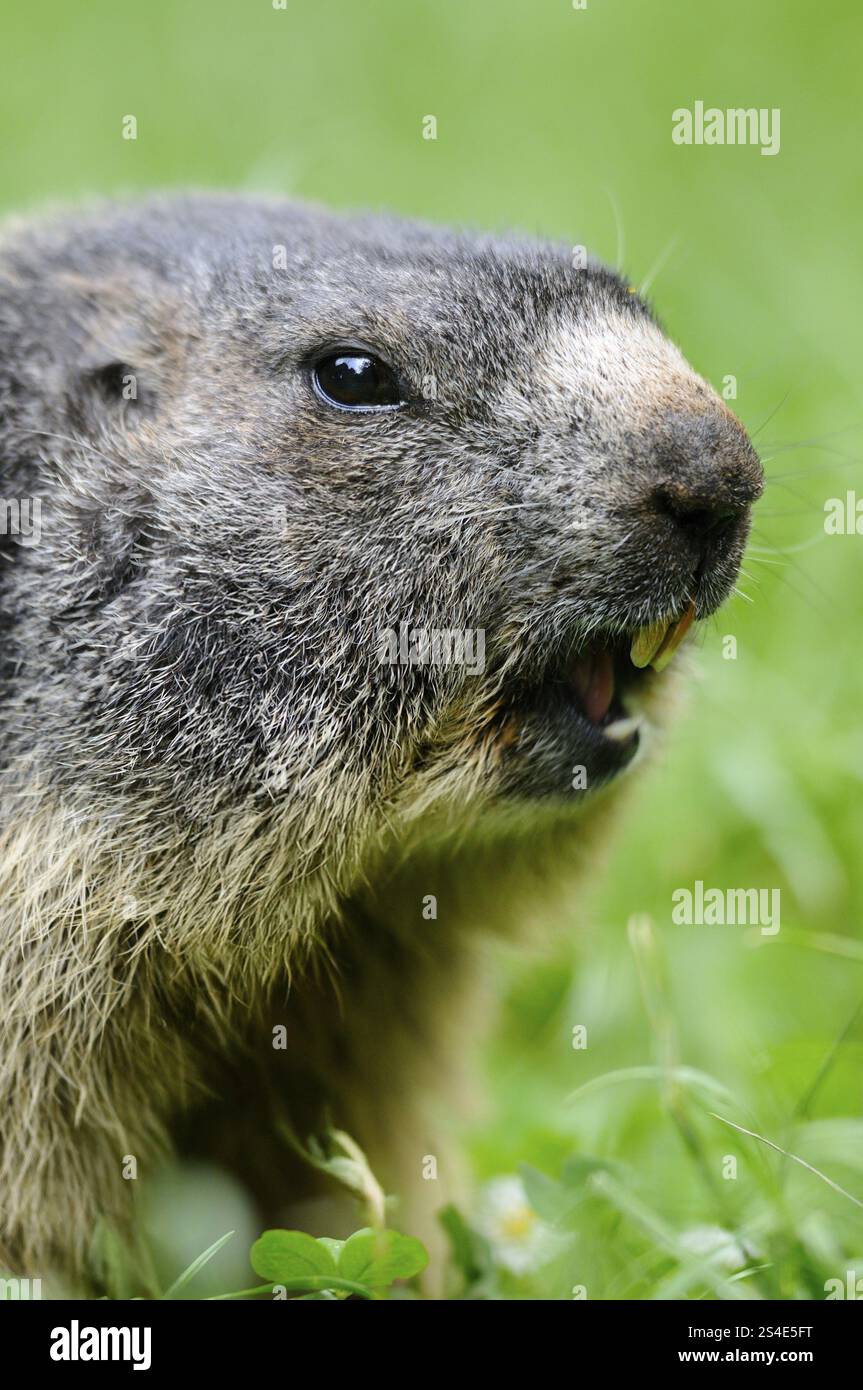 Close up marmot detailed hi-res stock photography and images - Alamy