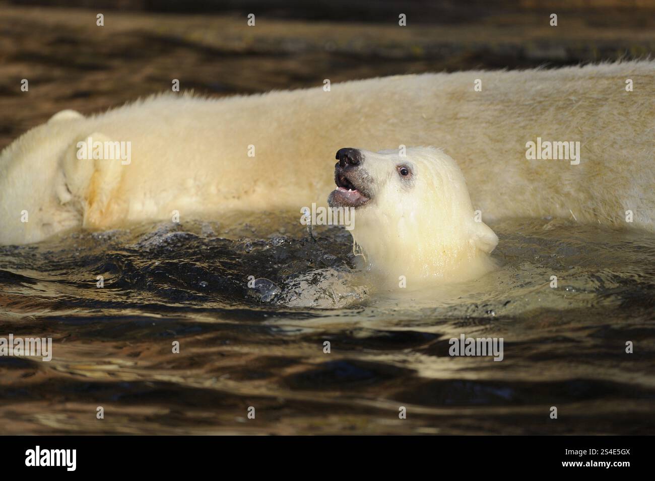 A polar bear cub swims next to an adult bear in the water, polar bear ...