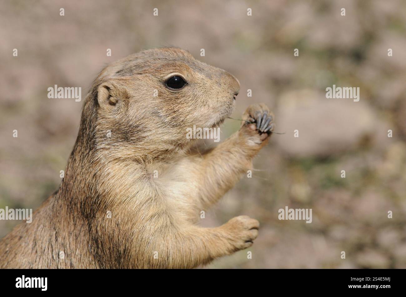 A prairie dog in side view with raised paw in natural environment ...