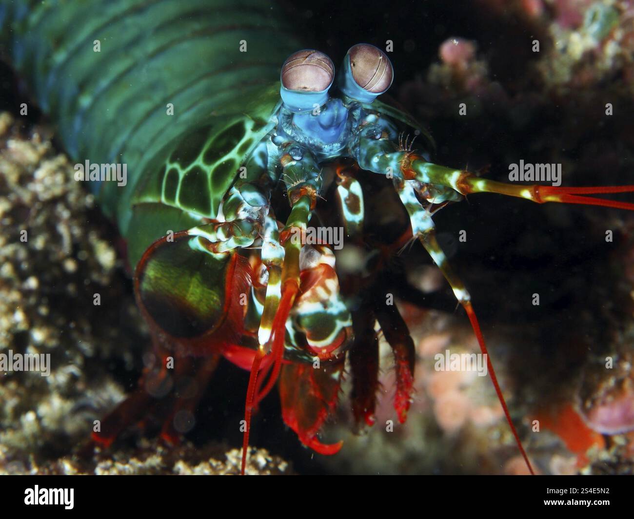 Brightly coloured clown mantis shrimp (Odontodactylus scyllarus) with ...