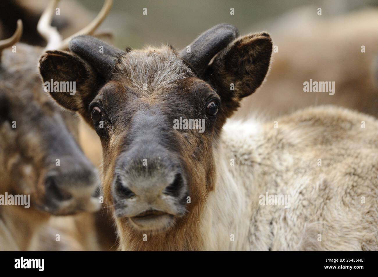 Even toed ungulate hi-res stock photography and images - Alamy