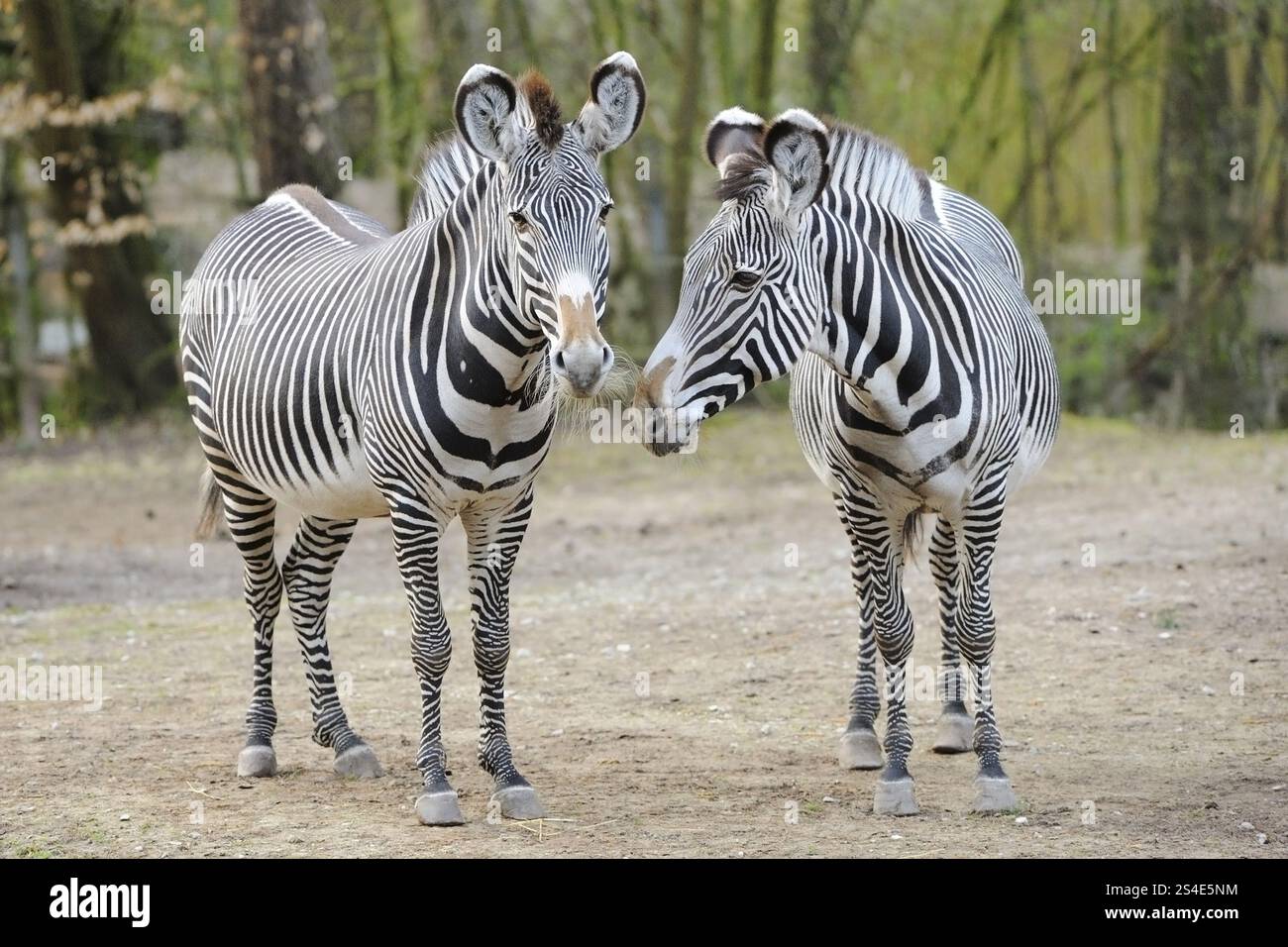 Two zebras in the green, playfully turned towards each other, with ...