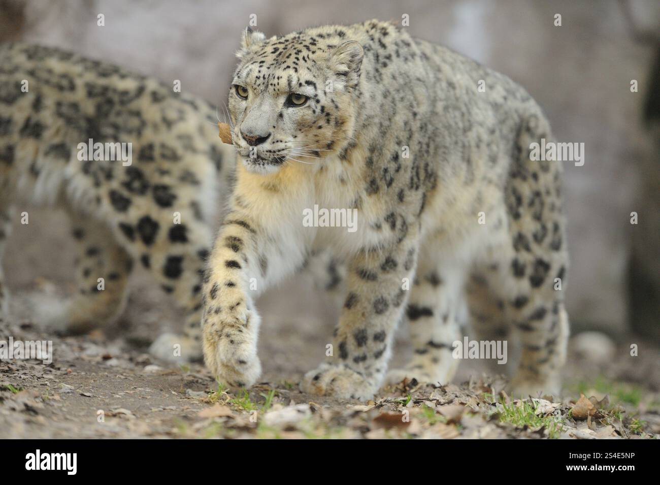 Snow leopard in motion, running through the forest with distinctive fur ...