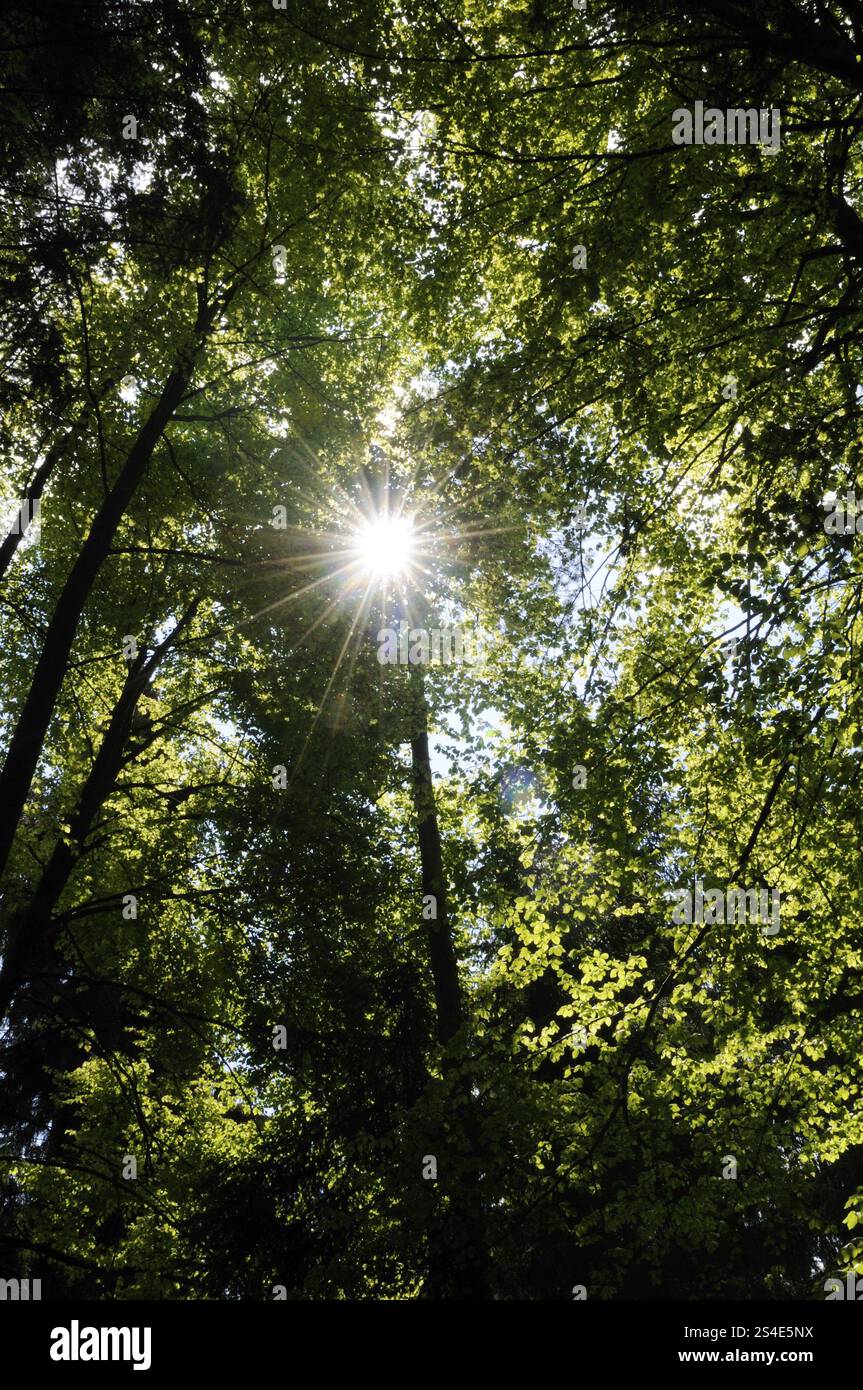 Open canopy forests hi-res stock photography and images - Alamy