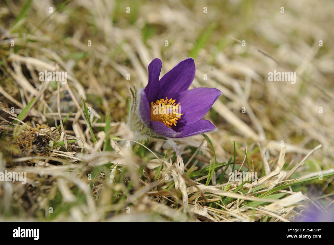Purple Pasque flower with yellow centre on grassy ground in spring ...