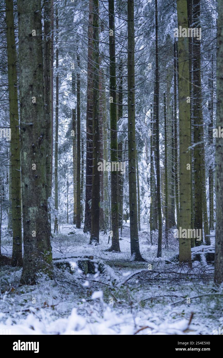 Snow-covered forest trunks in upright format, atmospheric winter ...