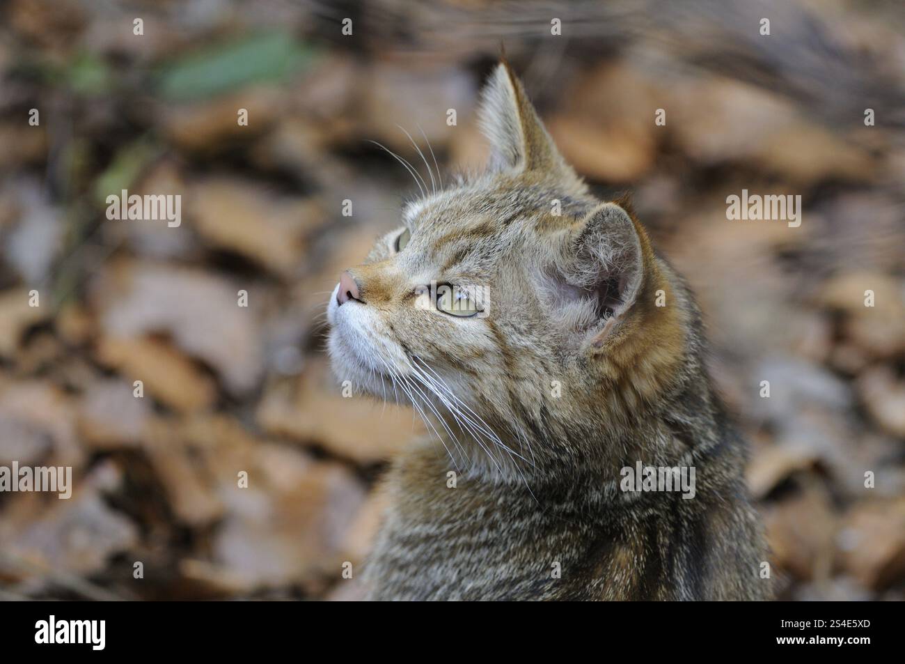 Lateral portrait of the wildcat with falling autumn leaves in the ...