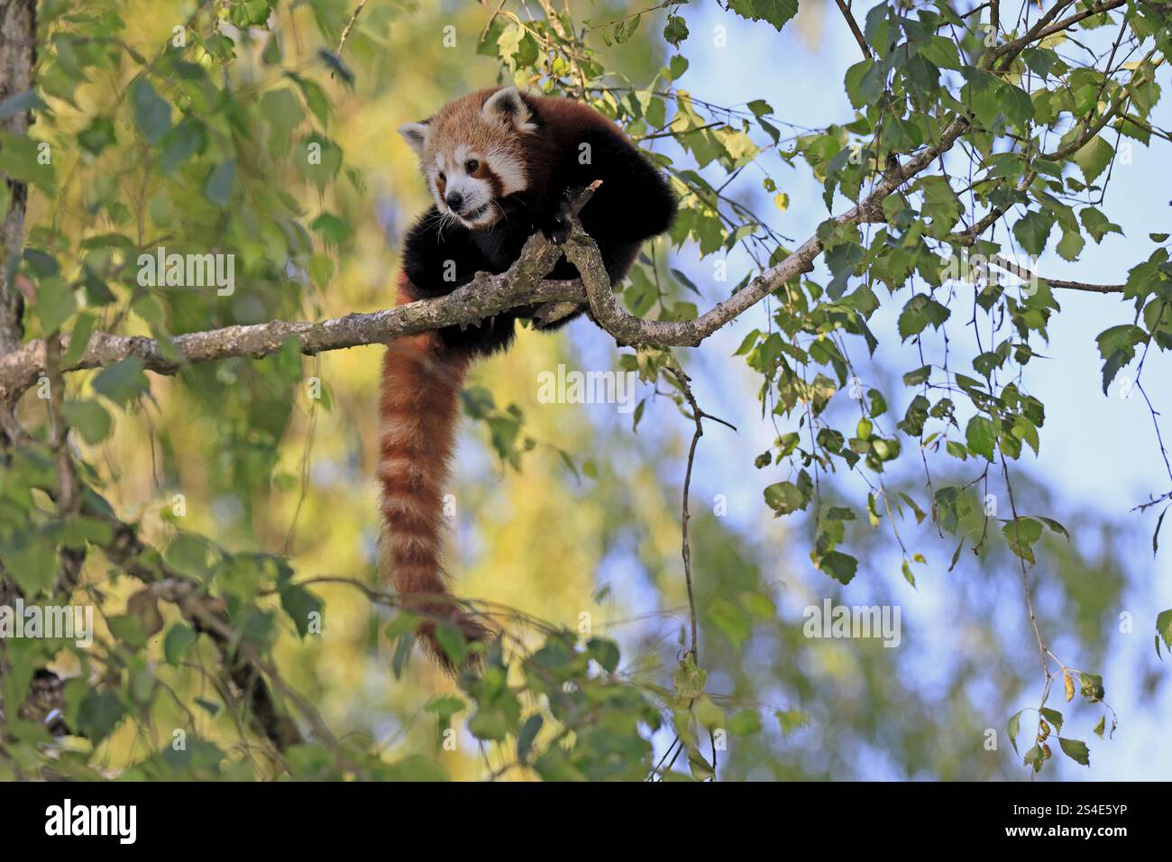Western Red panda Ailurus fulgens), adult, on tree, captive, Himalayas ...
