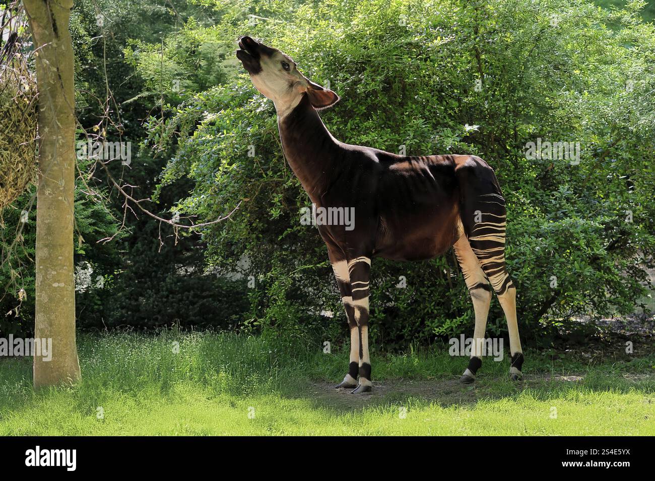 Okapi (Okapia johnstoni), adult, foraging, captive Stock Photo - Alamy