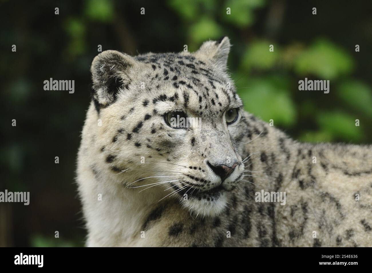 Snow leopard looking over the shoulder with attentive expression in natural environment, Snow ...
