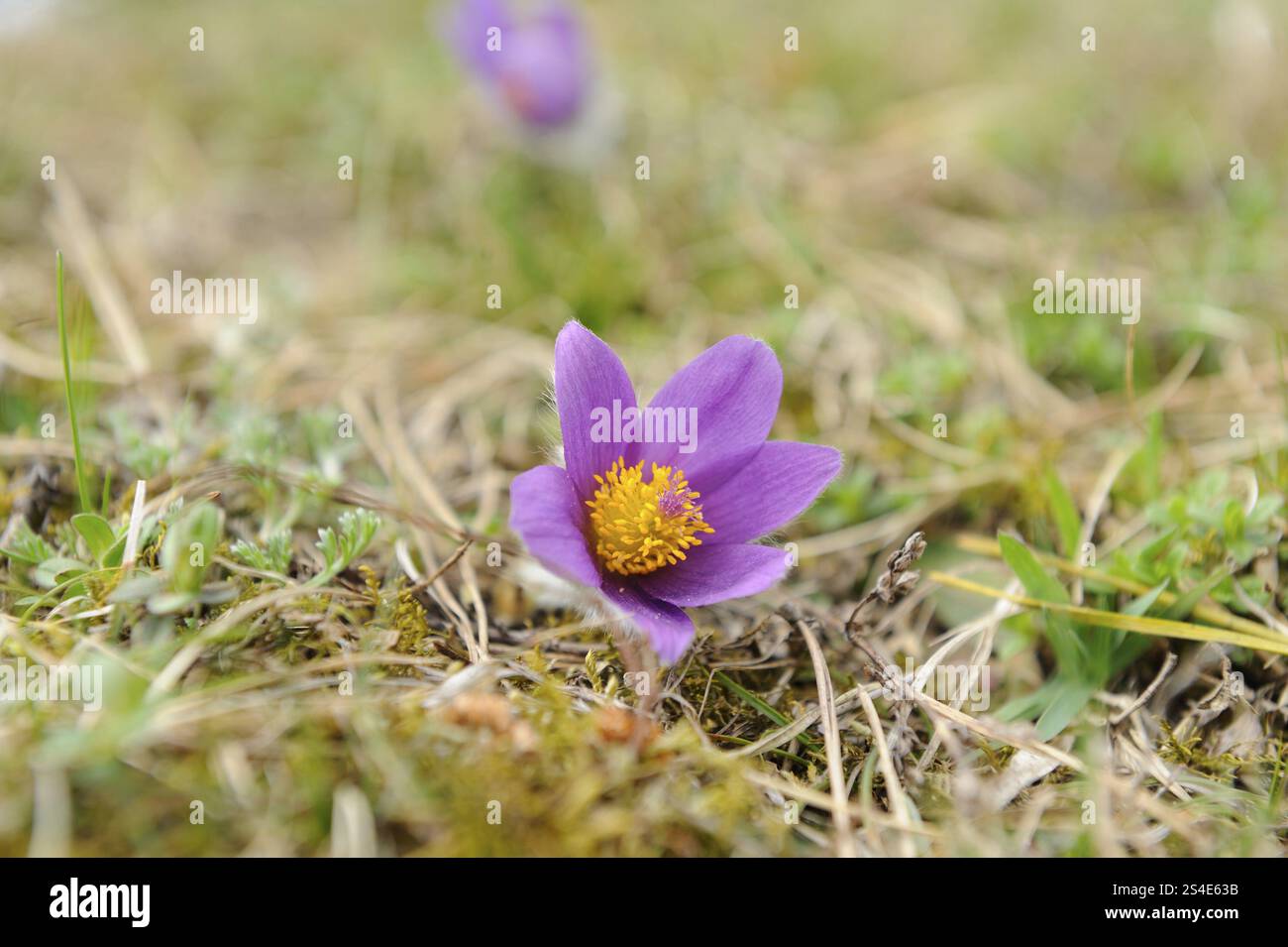 Small purple pasque flower with yellow centre in a grassy landscape ...